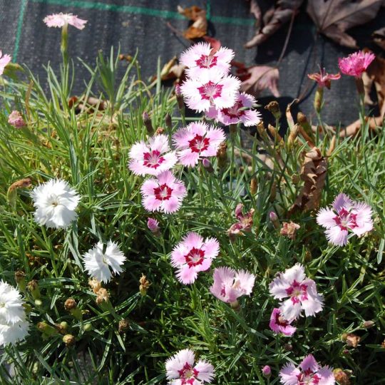 Seminte de Garofite Pitice Dianthus Plumarius Single Flowered Mixed