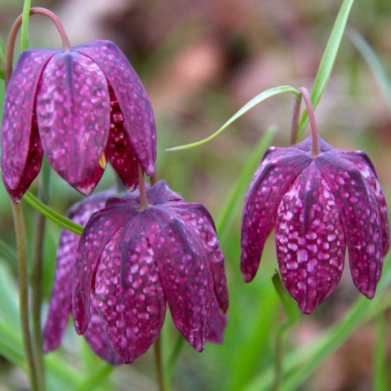 Seminte de Lalea Pestrita Fritillary Fritillaria Meleagris