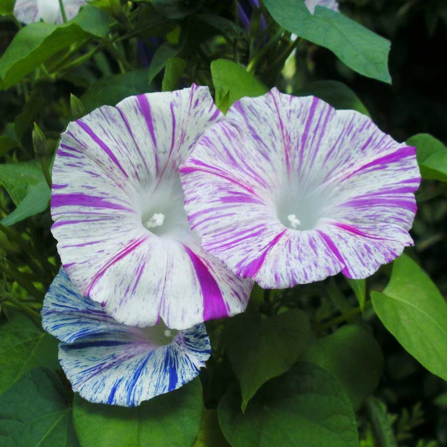 Seminte de Ipomoea Purpurea Carnevale di Venezia (Zorele, Volbura)