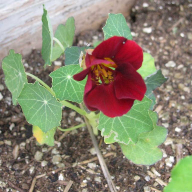 Seminte de Condurul Doamnei Nasturtium Black Velvet