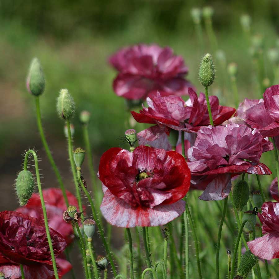 Seminte de Mac Purpuriu Papaver Rhoeas Pandora