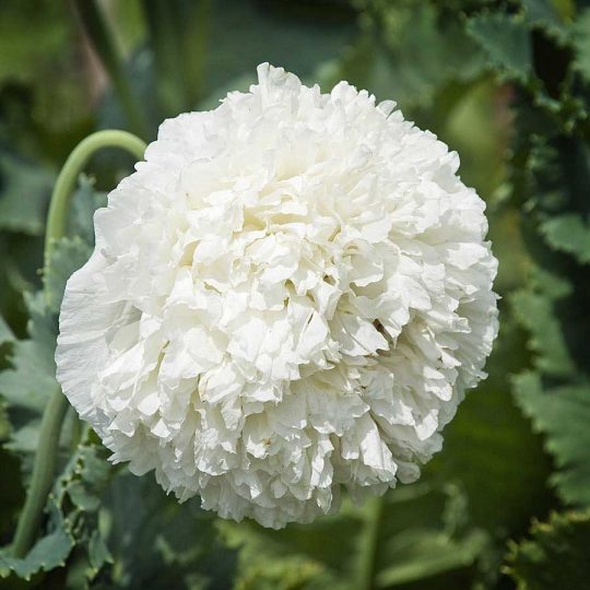 Seminte de Mac Batut Gigant Papaver White Cloud