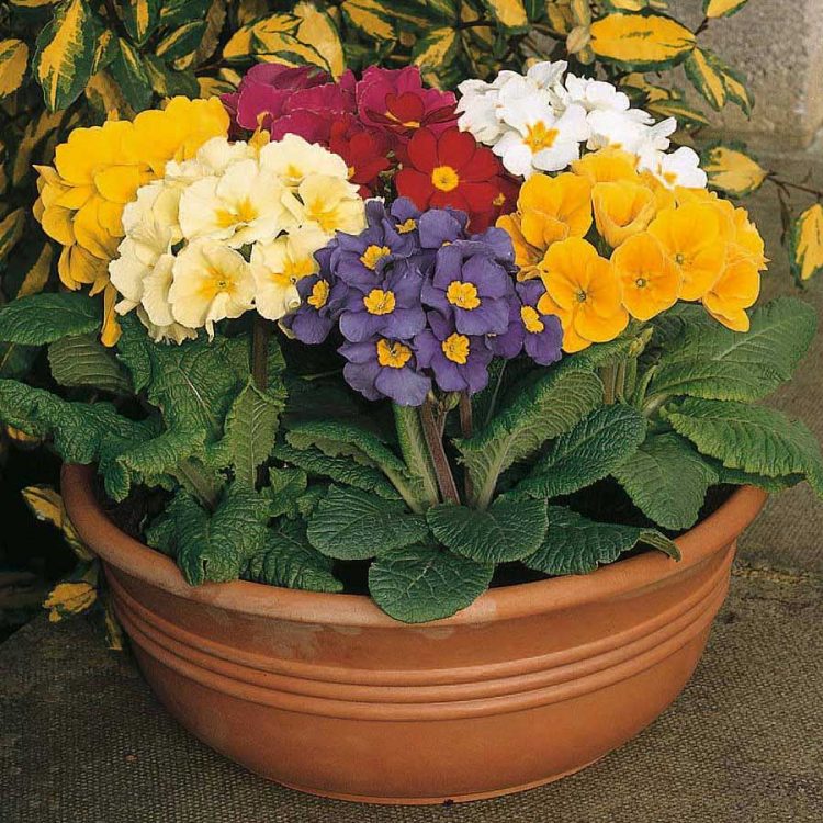 Seminte de Primule Polyanthus Regal Mixed - Seminte Profesionale
