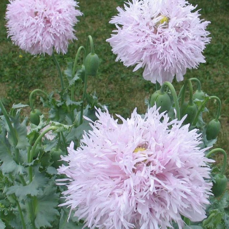 Seminte de Mac Gigant Poppy Papaver Somniferum Lilac Pom Pom