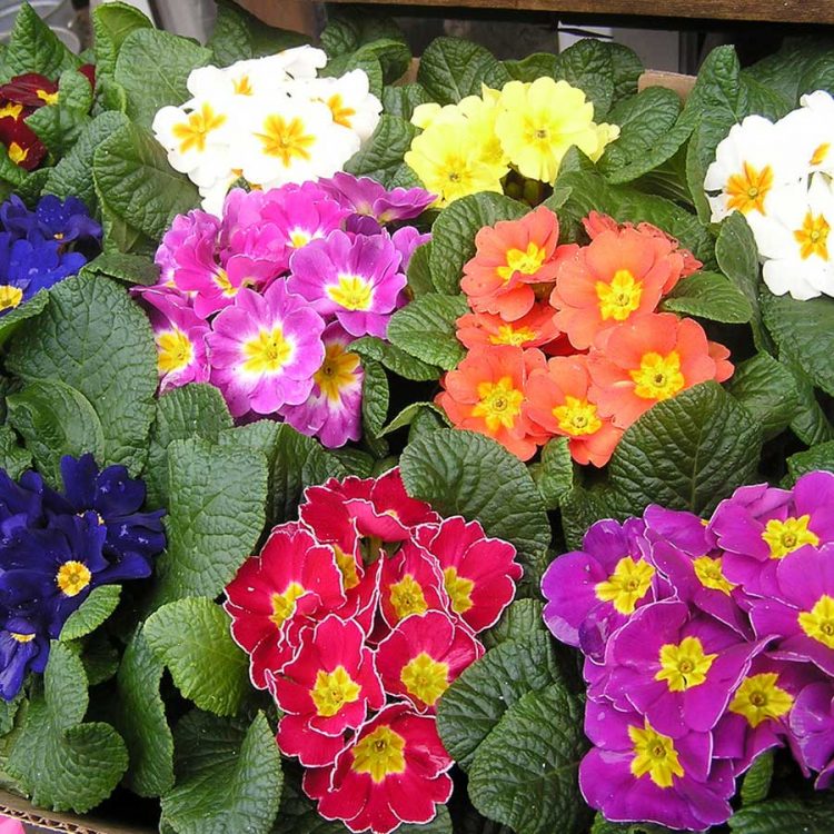 Seminte de Primule Primrose Mardi Gras Mixed - Seminte Profesionale