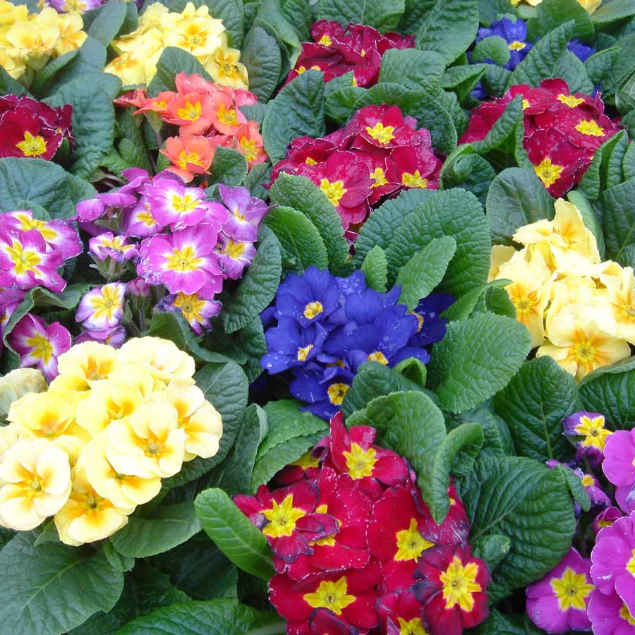 Seminte de Primule Primrose Mardi Gras Mixed - Seminte Profesionale