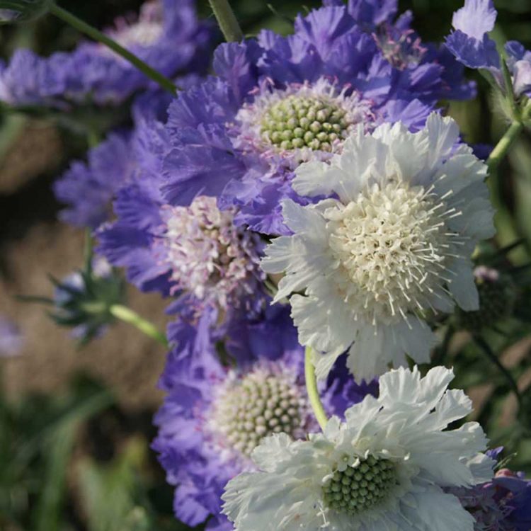 Seminte de Sipica Scabiosa Caucasica Isaac House's Hybrids Mix
