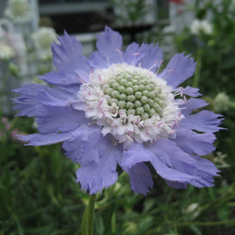 Seminte de Sipica Scabiosa Caucasica Issac House Mix