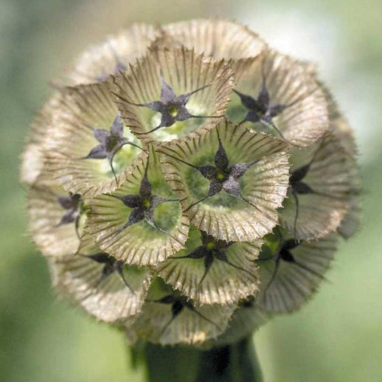 Seminte de Scabiosa Stellata Drumstick (Sipica / Nasturasi de Bube)