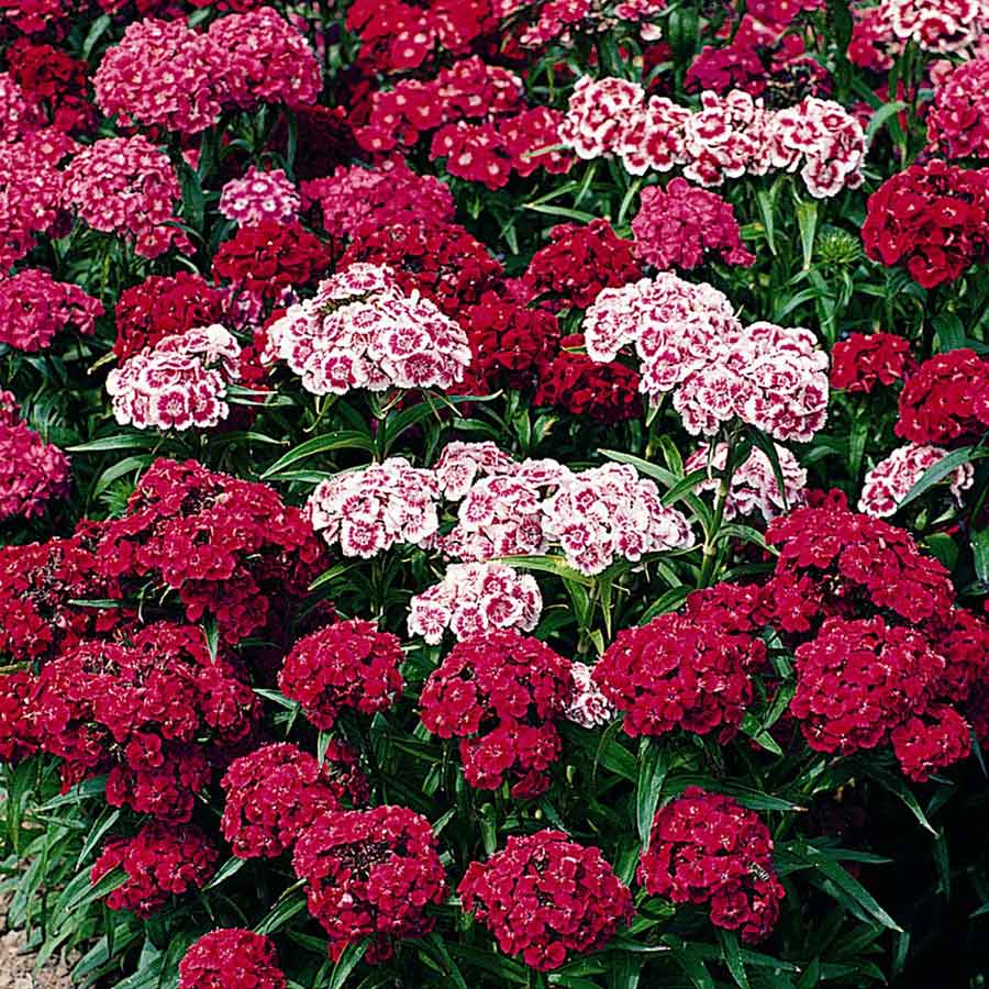 Seminte de Sweet William Indian Carpet (Garofite Turcesti)