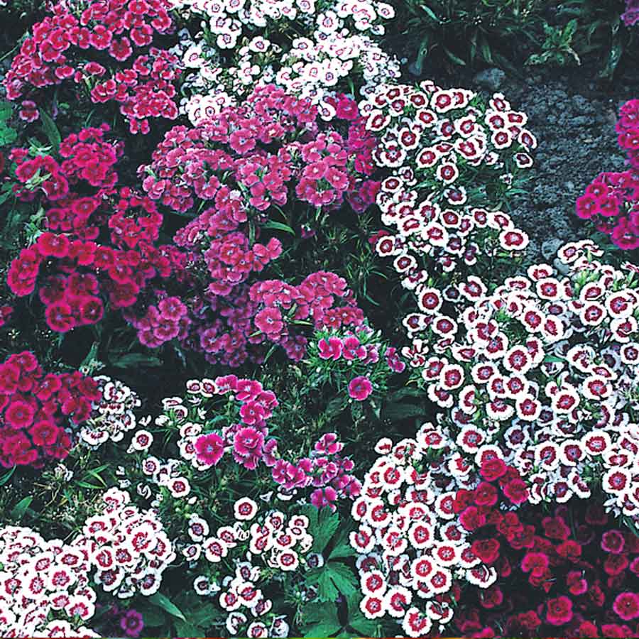 Seminte de Garofite Turcesti Sweet William Indian Carpet