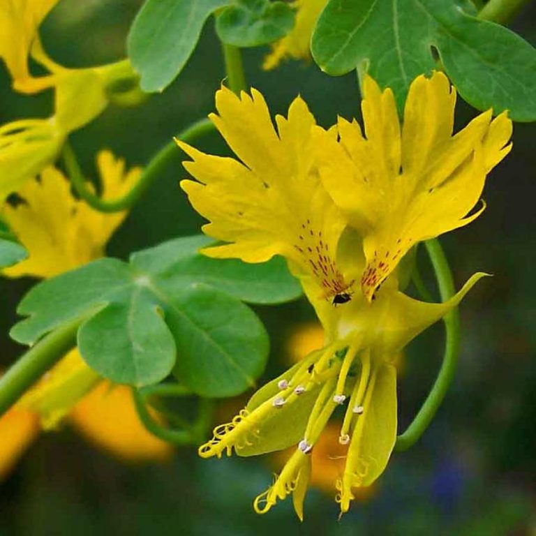 Seminte de Condurul Doamnei Tropaeolum Yellow Canary Creeper