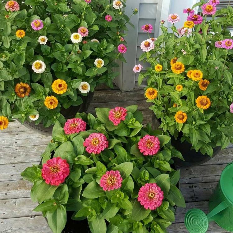 Seminte de Carciumarese Pitice Zinnia Elegans Thumbelina Dwarf Mixed