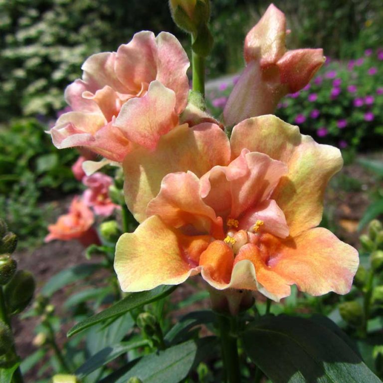 Seminte de Gura Leului Hibrida Antirrhinum Twinny F1 Double Peach