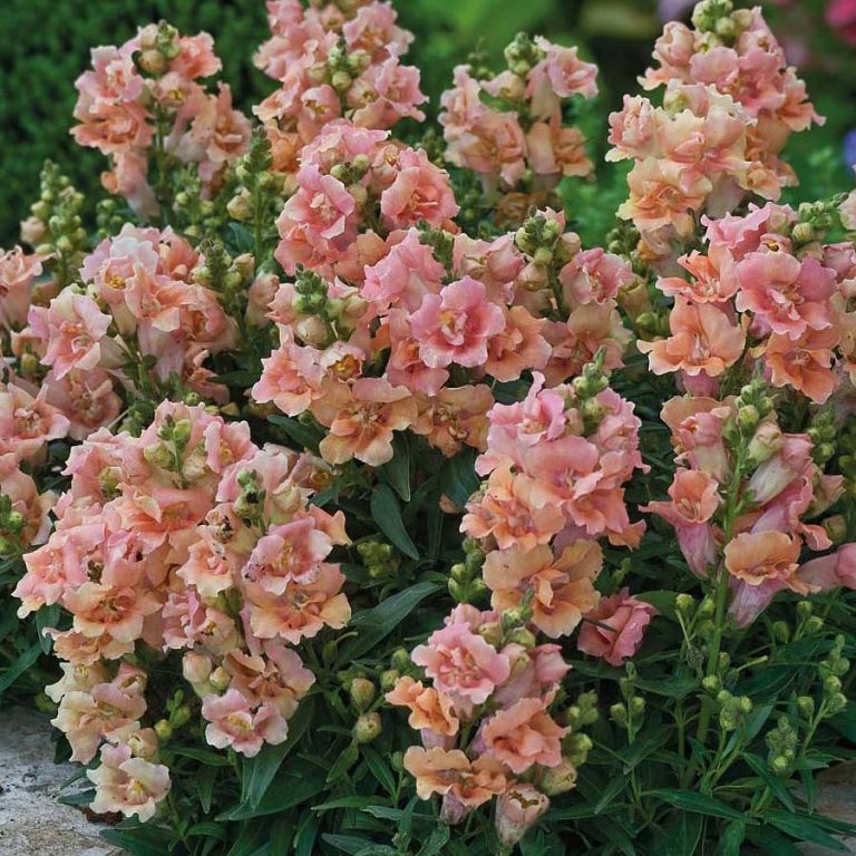 Seminte de Gura Leului Hibrida Antirrhinum Twinny F1 Double Peach