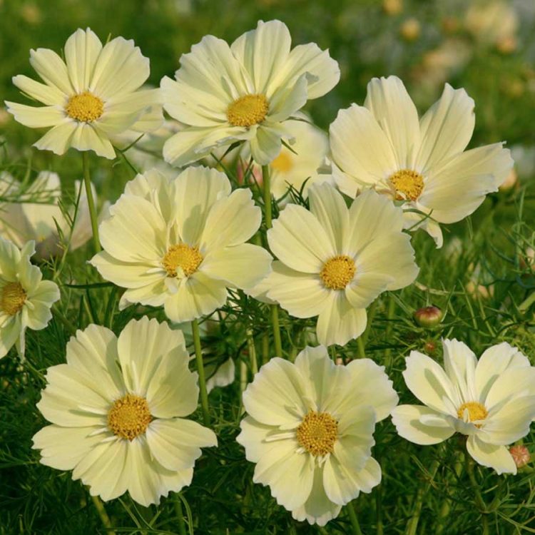Seminte de Fluturasi Cosmos Bipinnatus Xanthos Yellow
