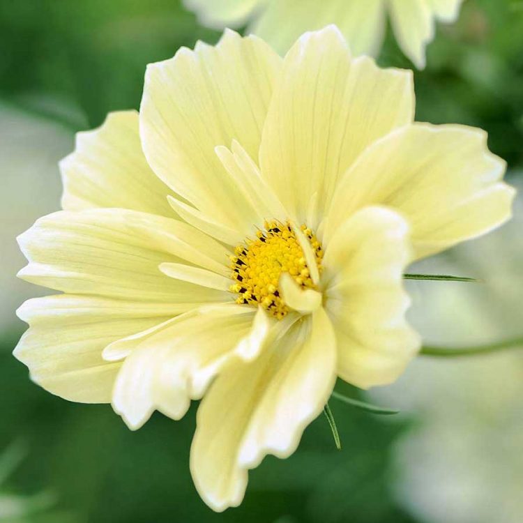 Seminte de Fluturasi Cosmos Bipinnatus Xanthos Yellow