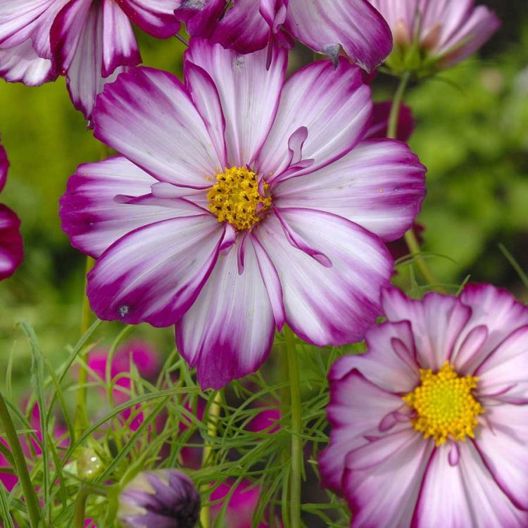 Seminte de Fluturasi Cosmos Bipinnatus Sensation Picotee