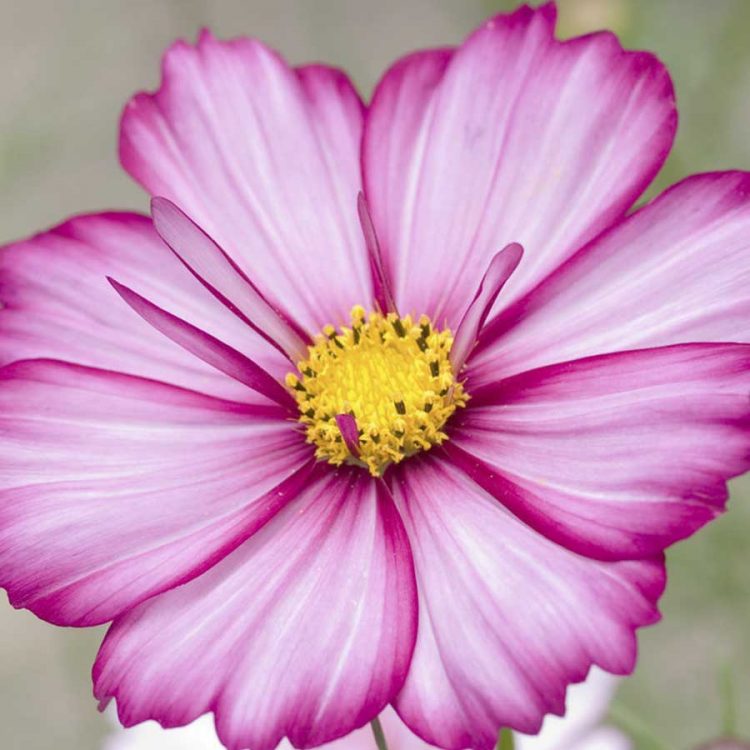 Seminte de Fluturasi Cosmos Bipinnatus Sensation Picotee