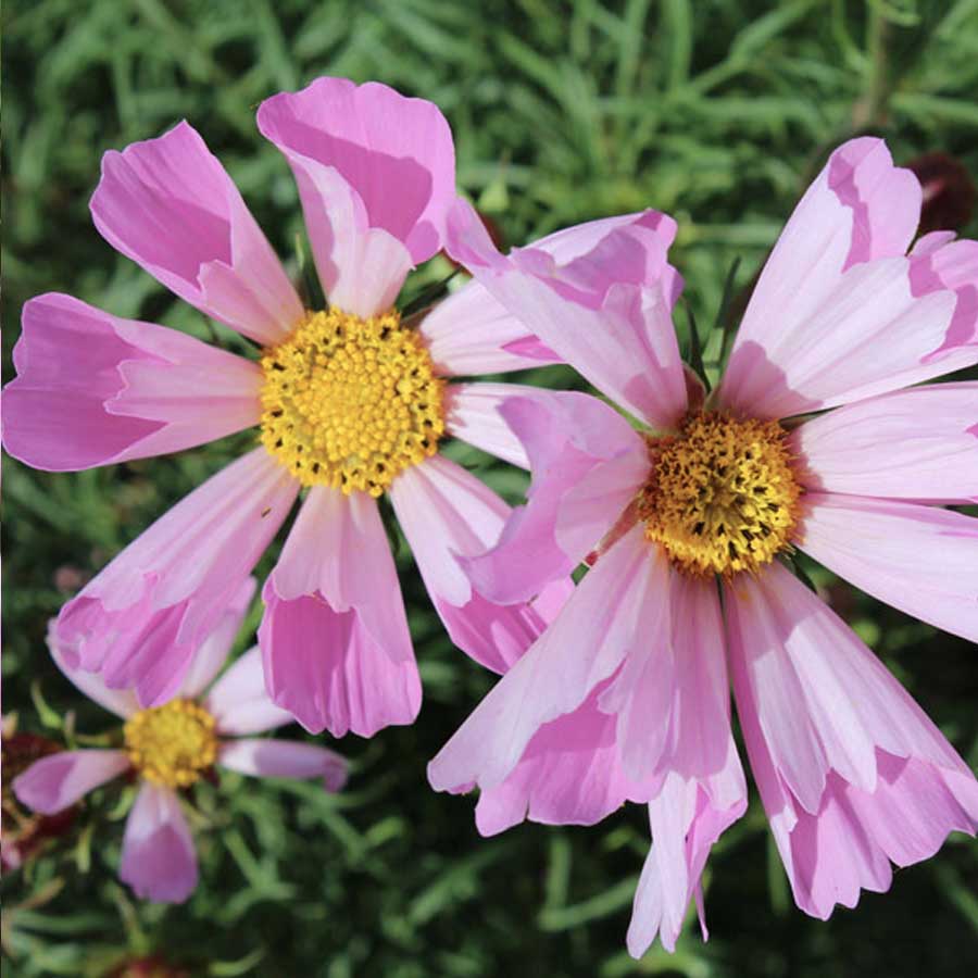 Seminte de Fluturasi Cosmos Hummingbird Lilac - Seminte Profesionale