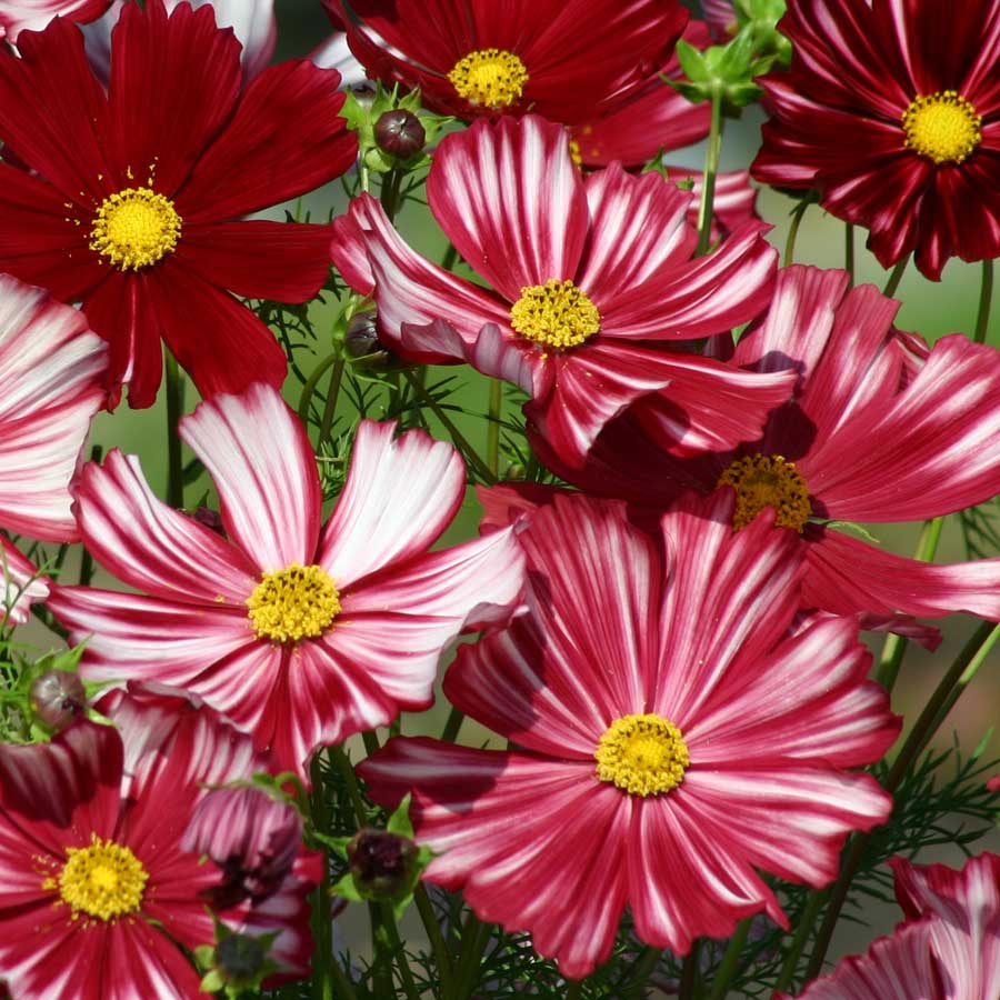 Seminte de Fluturasi Cosmos Velouette - Seminte de Flori Profesionale