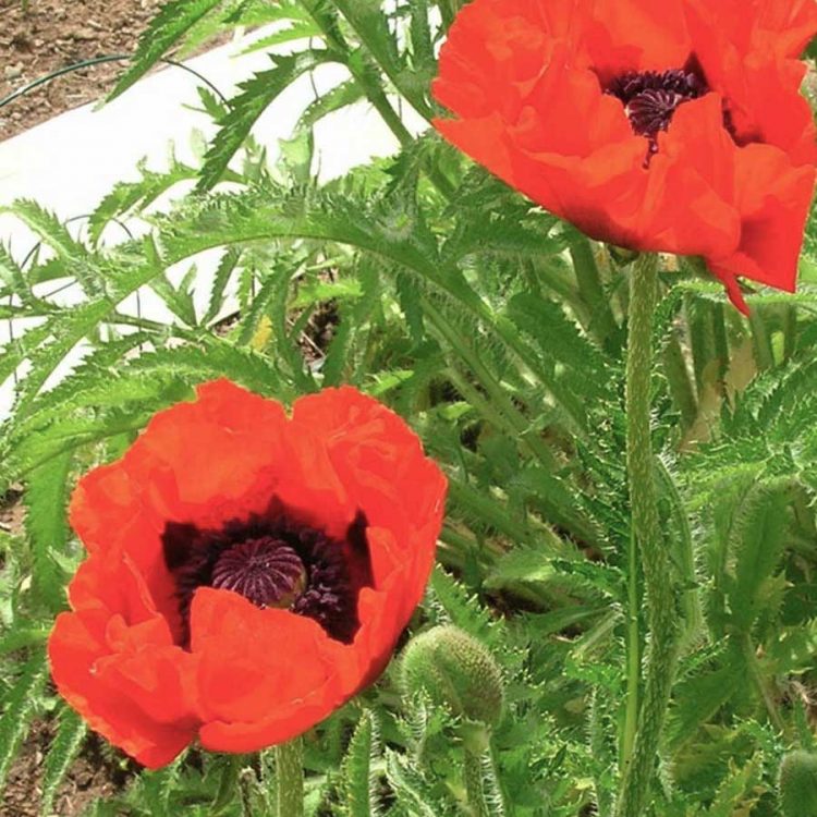 Seminte de Mac Hibrid Poppy Oriental New Hybrids