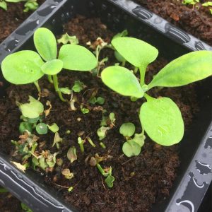 Seminte de Mixandre Matthiola Incana Dwarf Ten Week Mixed