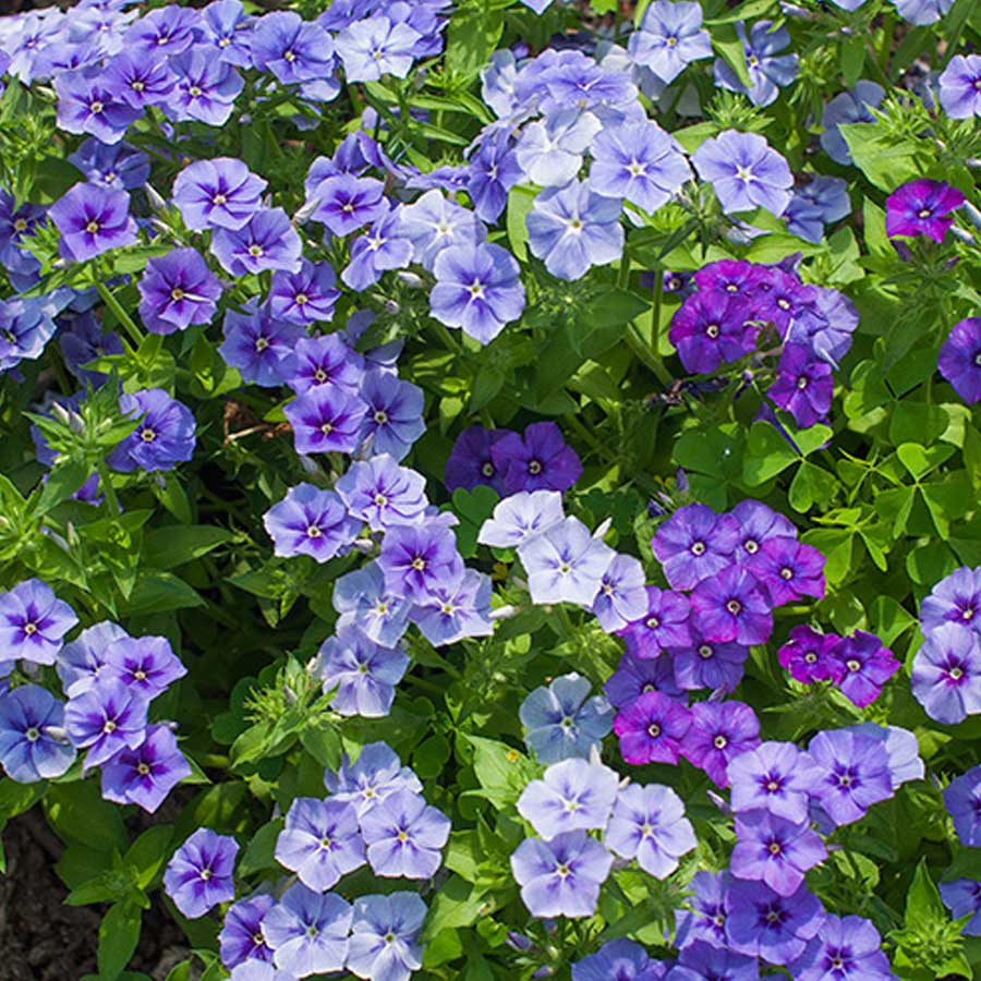 Seminte de Brumarele Phlox Moody Blues - Seminte Profesionale