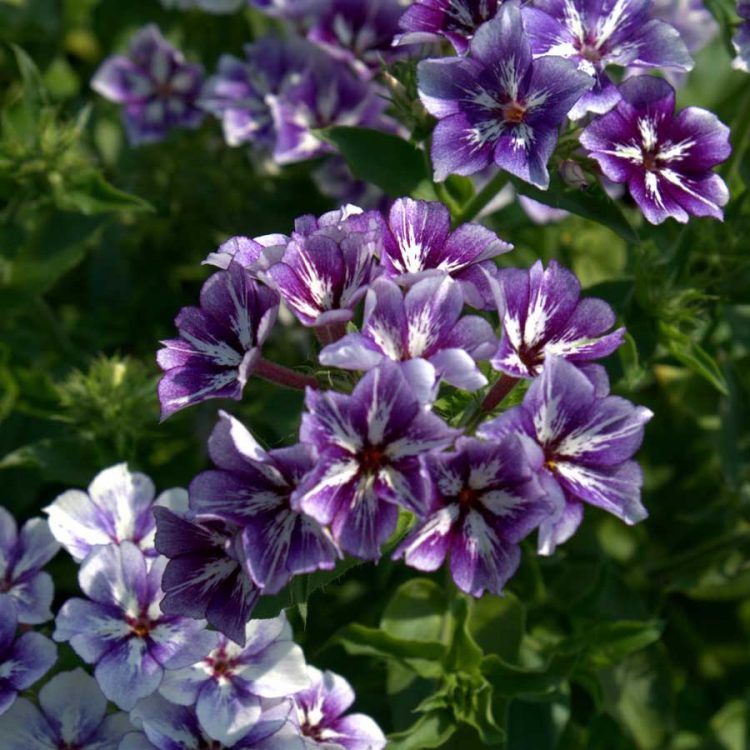 Seminte de Brumarele Phlox Sugar Stars - SeminteFlori.com