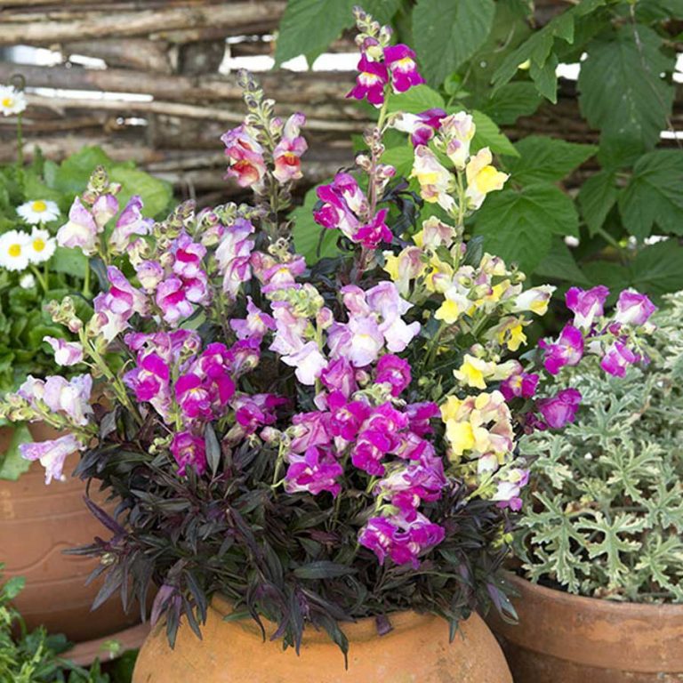 Seminte de Antirrhinum Twilight Mixed (Gura Leului, Floare Dragon)