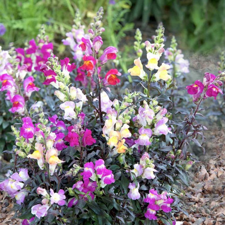 Seminte de Antirrhinum Twilight Mixed (Gura Leului, Floare Dragon)