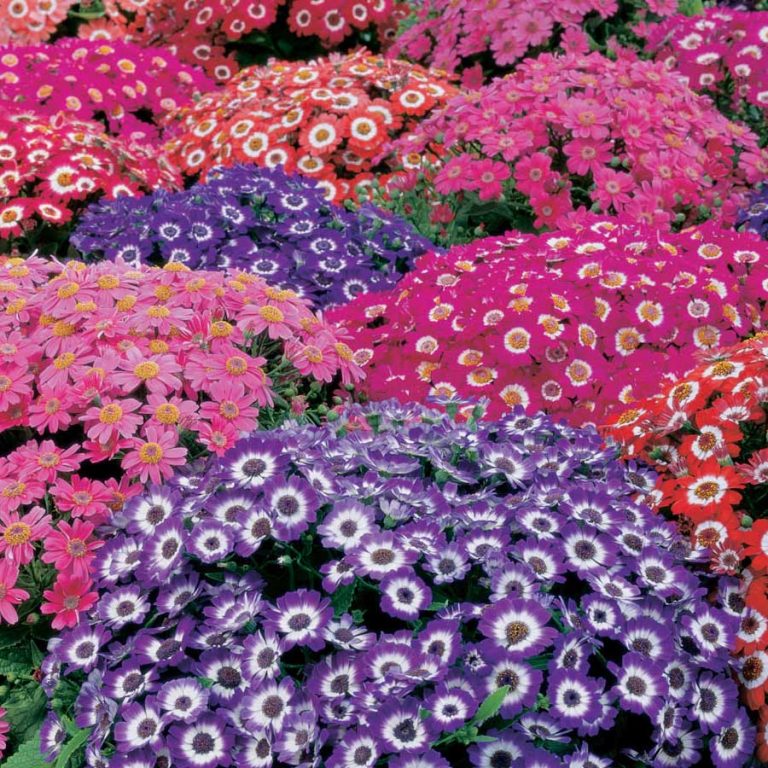 Seminte de Cineraria Excelsior Senecio Cruentus - Seminte Profesionale