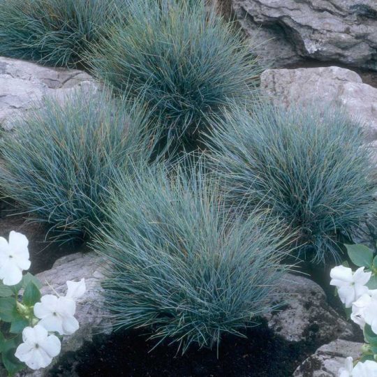 Seminte de Iarba Decorativa - Festuca Glauca (Iarba Albastra)