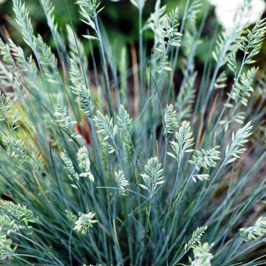 Seminte de Iarba Decorativa Albastra Festuca Cinerea Glauca Varna