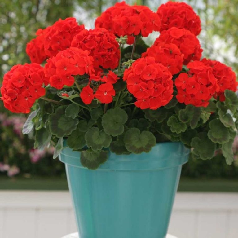Seminte de Muscate Zonale Pelargonium Hortorum Landscaper F1 Red