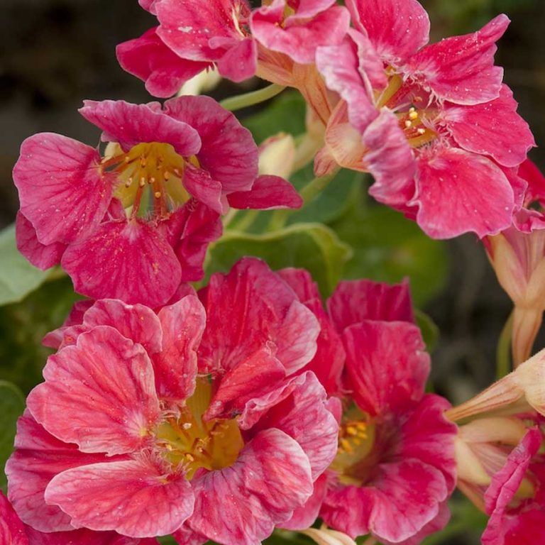 Seminte de Nasturtium Cherry Rose Jewel (Conduras, Nasturel)