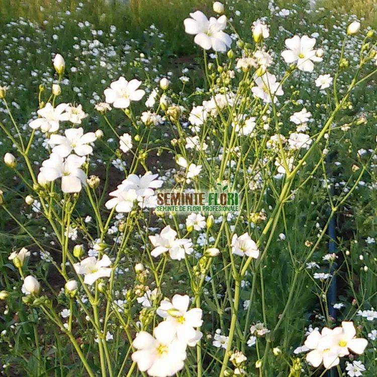 Seminte de Gypsophila Paniculata (Floarea Miresei, Respiratia Copilului)