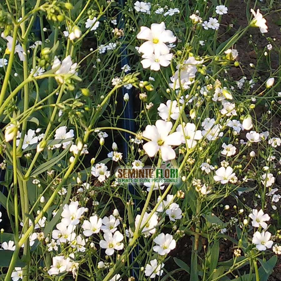 Seminte de Gypsophila Paniculata (Floarea Miresei, Respiratia Copilului)