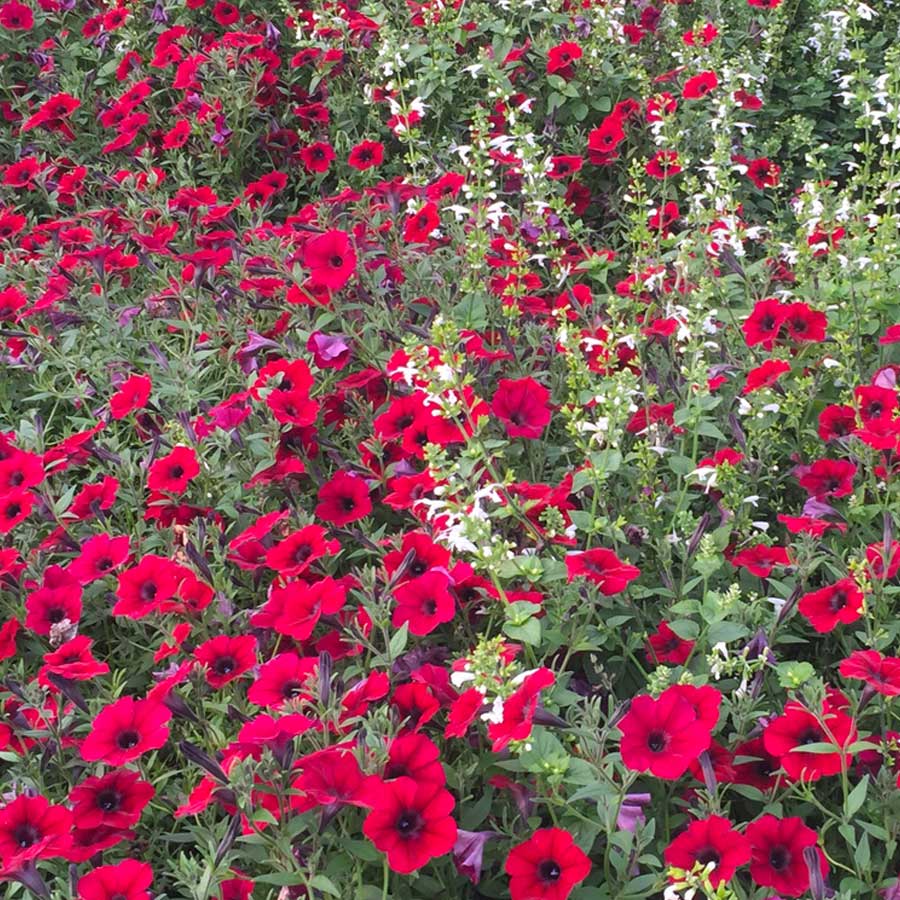 Seminte de Petunie Pitica Hibrida Petunia Merlin Series Red F1