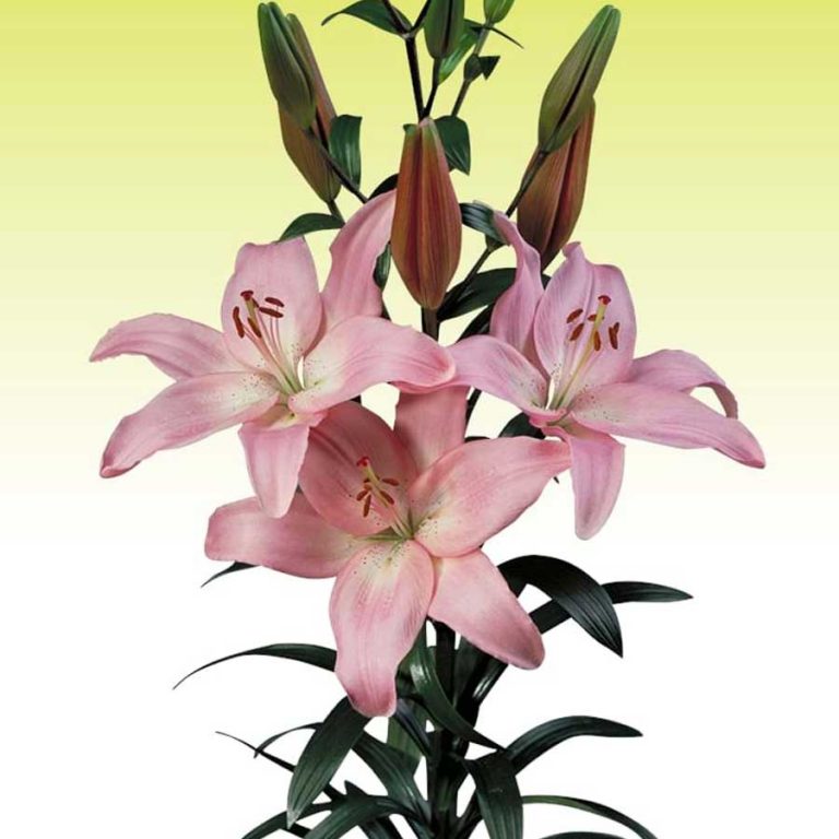 Bulbi de Crini Renoir - Asiatic Hybrid Lilium - Crini Roz
