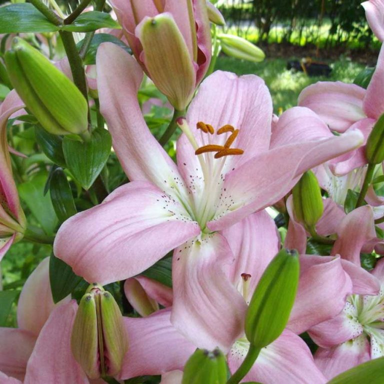 Bulbi de Crini Renoir Asiatic Hybrid Lilium - Bulbi de Flori