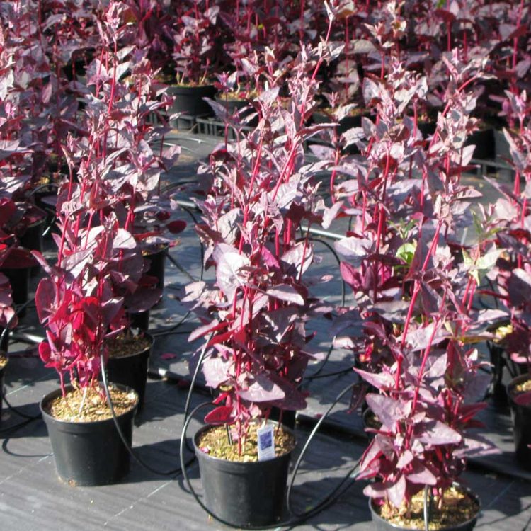 Seminte de Loboda Rosie Orach Red Atriplex Hortensis Red Plume