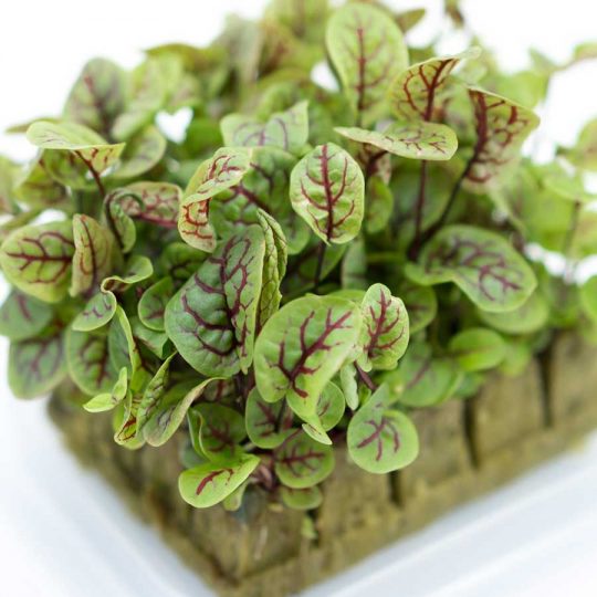 Seminte de Macris Rosu Rumex Sanguineus Bloody Dock Sorrel