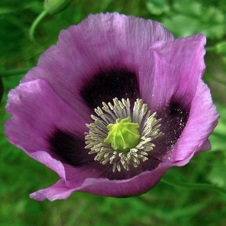 Seminte de Mac Unguresc Poppy Hungarian Blue - Seminte Profesionale
