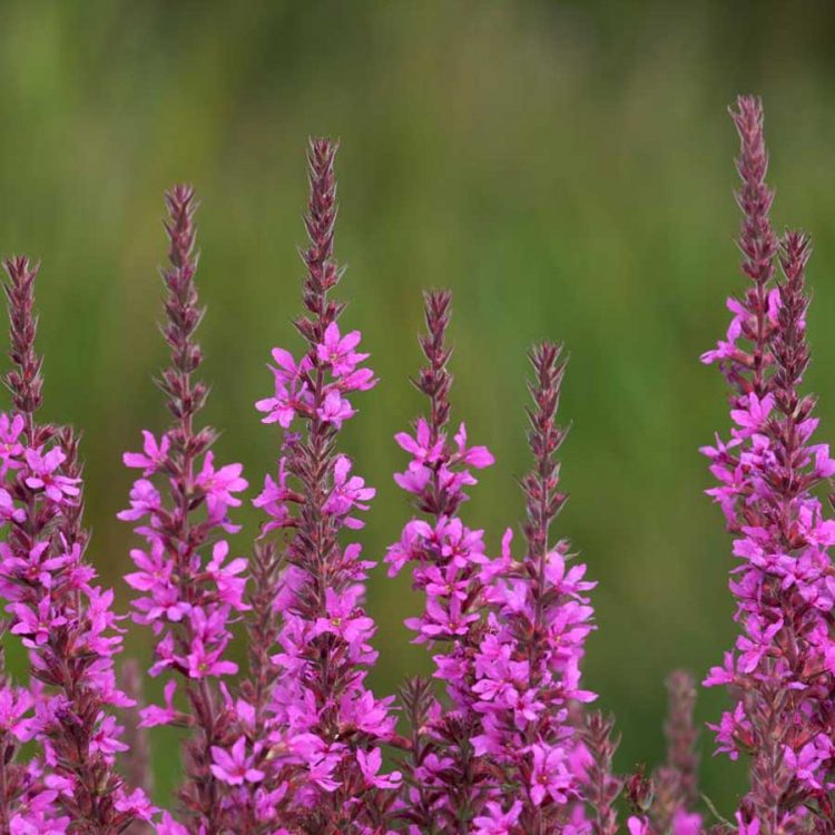 Seminte de Rachitan Lythrum Salicaria Rosy Gem