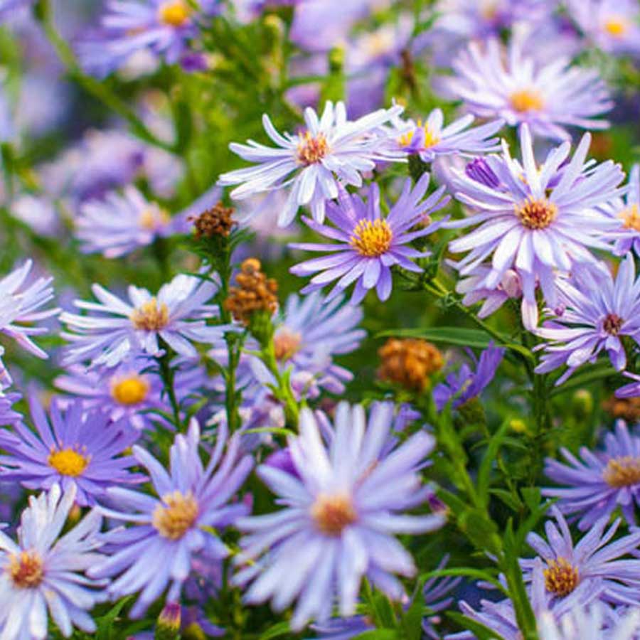 Seminte de Aster Alpine Mixed (Aster Alpin, Ochiul Boului, Stelute)