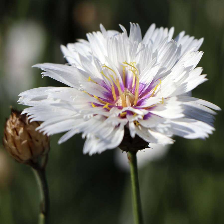 Seminte de Catananche Caerulea Amor White (Petale, Albastrele)