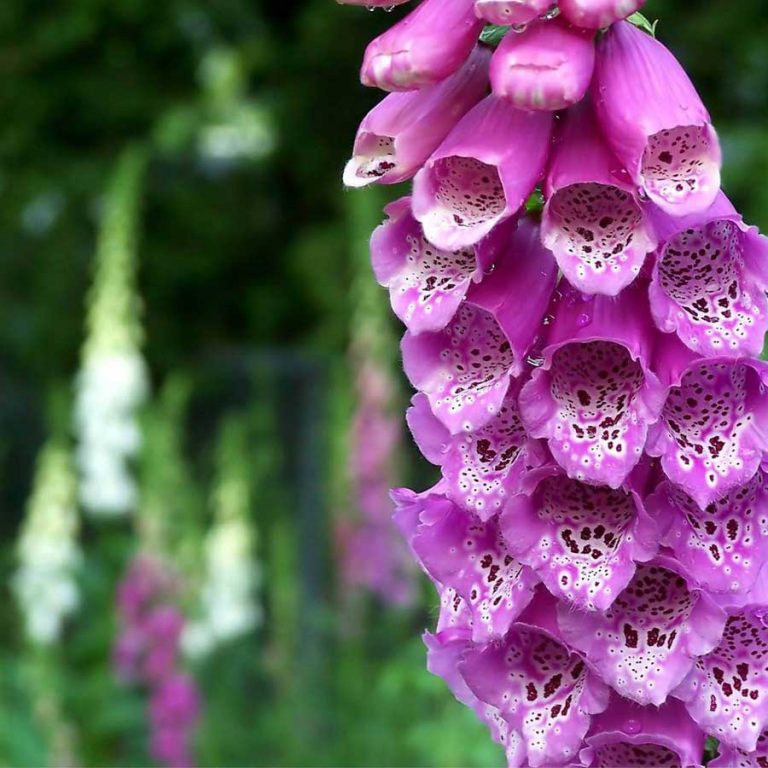 Seminte de Degetar Purpuriu Foxglove Digitalis Purpurea Purple