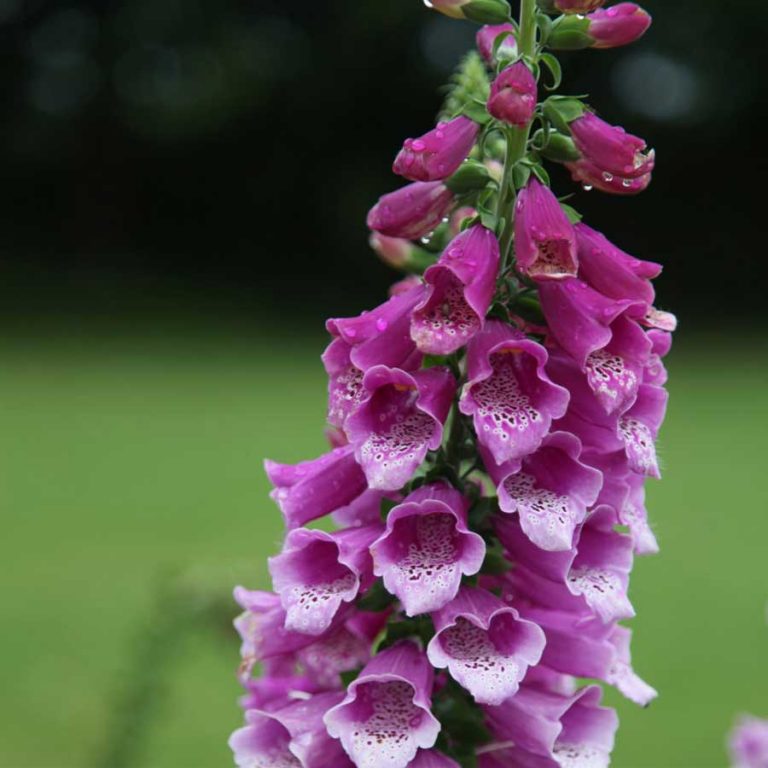 Seminte de Degetar Purpuriu Foxglove Digitalis Purpurea Purple