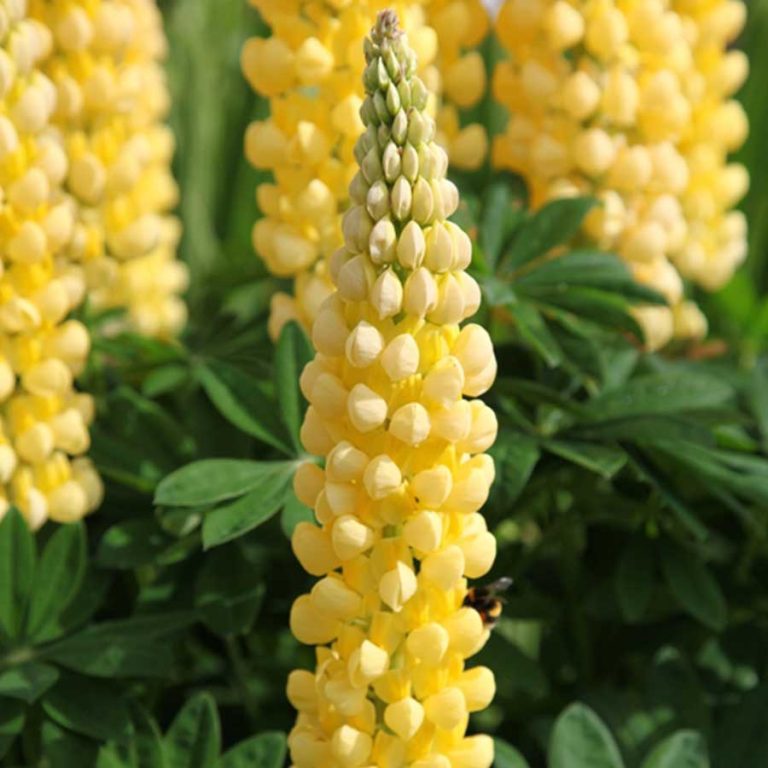 Plante de Cafeluta Lupin Russel Hybrids Mix